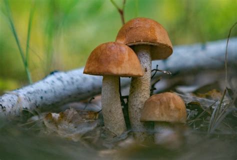 Mushroom Compost A Complete Guide Ultimate Backyard