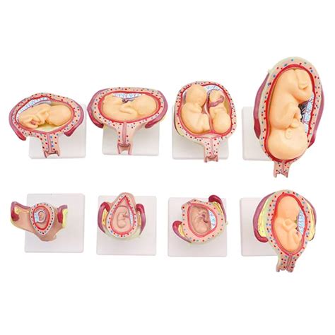 Fetus Development Teaching Model Biological Model Human Embryos Development Model Teaching
