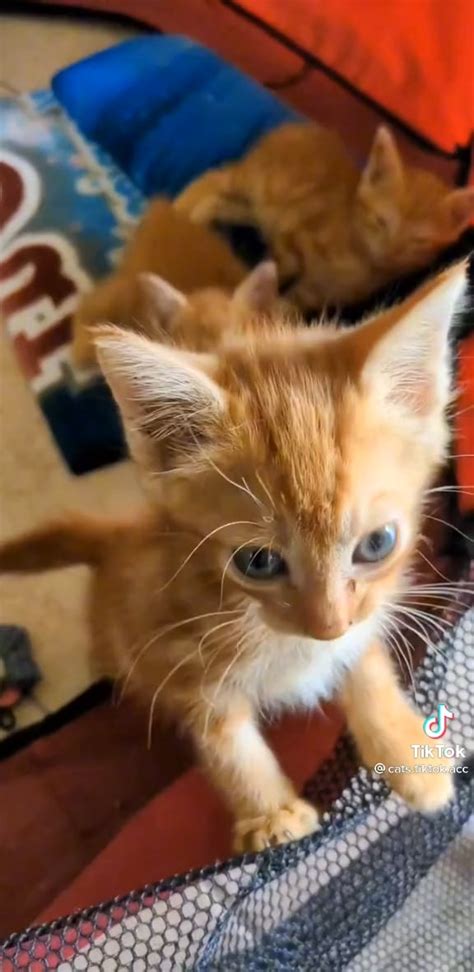 Squirrel The Kitten Advocates For Their People Rtiktokcringe