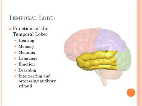 Ppt Somewhere Over The Brainbow Powerpoint Presentation Free Download Id 2841369