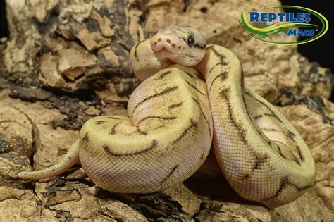 Ball Python Care Sheet Reptiles By Mack