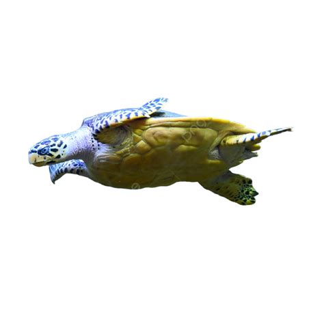 Hawksbill Sea Turtle Diagram Hawksbill Sea Turtle Diagram