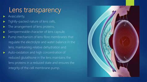 Anatomy And Physiology Of Human Eye Lens Pptx