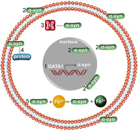 expression and potential function of α syn in erythroid cells 1