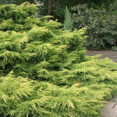 Gold Lace Juniper 30 Live Plants Juniperus Chinensis Evergreen
