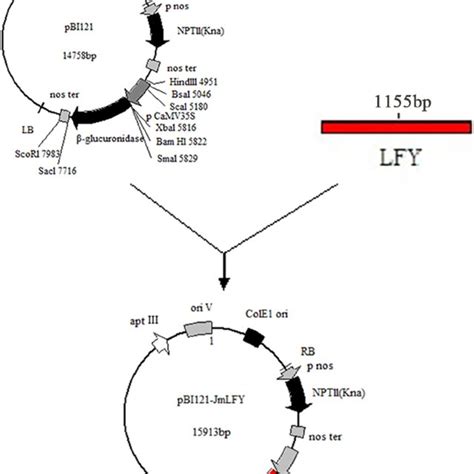 Construction Of Plant Expression Vector Pbi121 Jmlfy Full Size Doi