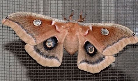 Polyphemus Moth Eggs