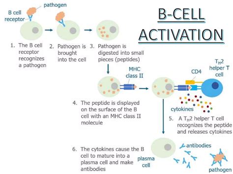 Immune System Disorders Pptx