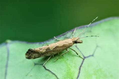 Diamondback Moth Control In Brassicas Cruciferous Crops And Canola Biological Services
