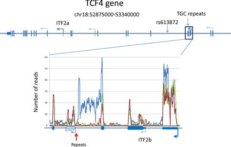 Expression Of The Tcf4 Gene In The Corneal Endothelium Transcription Download Scientific