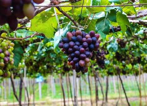 Gợi ý Top 10 Vườn Nho Ninh Thuận Du Lịch Cực đẹp Ninh Thuận Travel