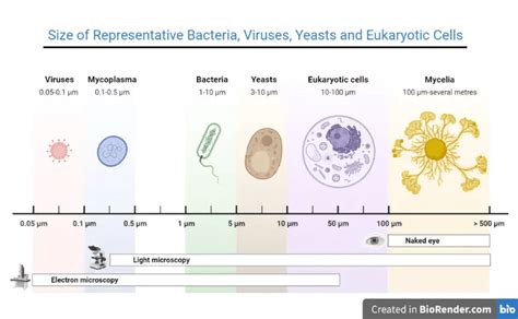 Bacterial Size Ranges Examples And Microscopy Significance — Microbe