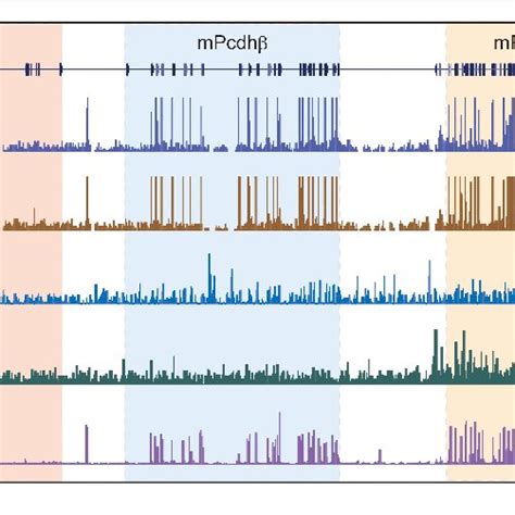 3d Genome Architectural Proteins Regulate Cpcdh Gene Expression Download Scientific Diagram