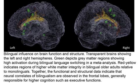 Bilingualism Consequences For Mind And Brain Mensa International