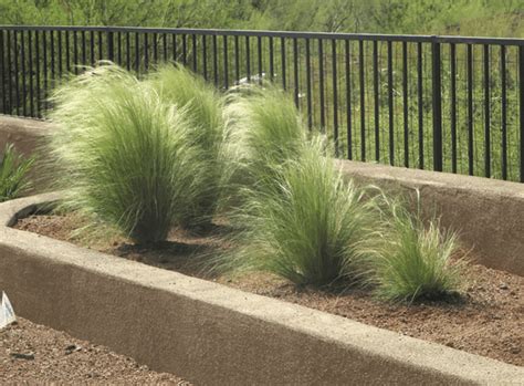 Stipa Tenuissima Mexican Feather Grass