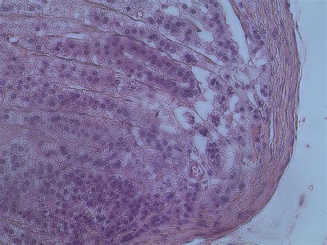 Lp 3 Histology Slides Flashcards Quizlet