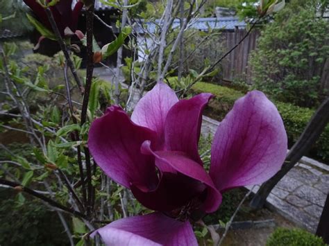 紫木蓮 狸のひとりごと