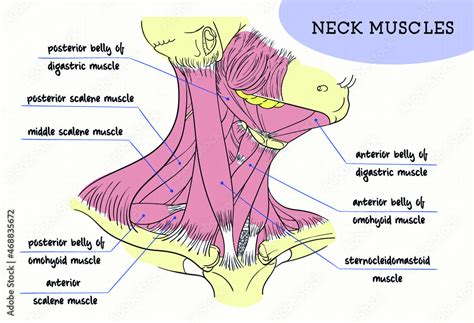 Human Neck Muscles Structure Figure Digital Stock Vector Adobe Stock