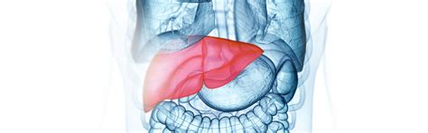 Jaundice And Liver Function Dr Bansi