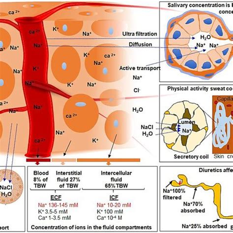 Schematic Diagram Of Electrolytes Balance Electrolytes Play A Vital