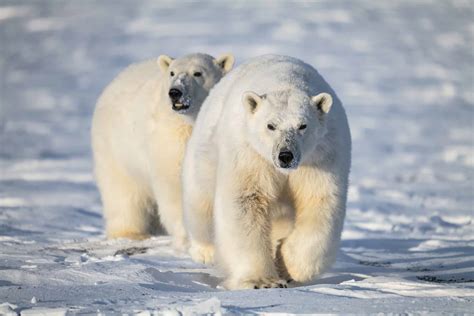East Greenlands Wildlife Visit East Greenland