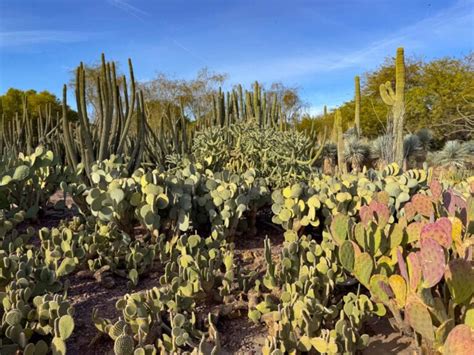 Desert Botanical Garden In Phoenix Arizona Things To Do Photos And