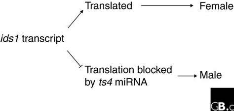 Microrna Sex Determination And Floral Meristem Determinacy In Maize Pmc