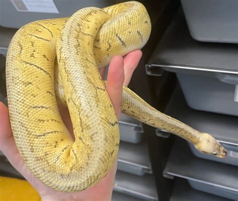 Super Pastel Pinstripe Hypo Ball Python By Royals Evolution Morphmarket