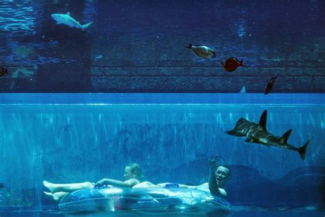 A Man Points At A Shark While He Slides Through An Underwater Tunnel At