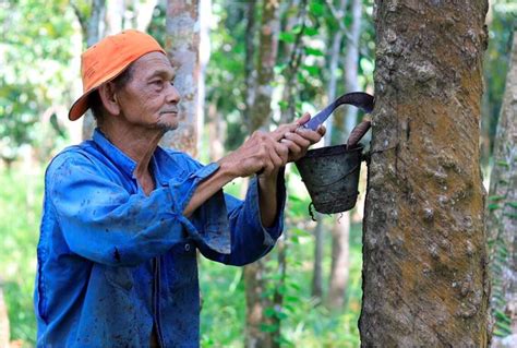 Eksport Getah Asli Meningkat 6 Peratus