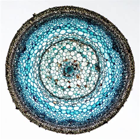 Microscopic Cross Section Of A Plant Root Stock Illustration