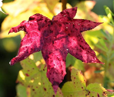 Pointed Leaf Stock Image Image Of Plant Pointed Lines 55564495