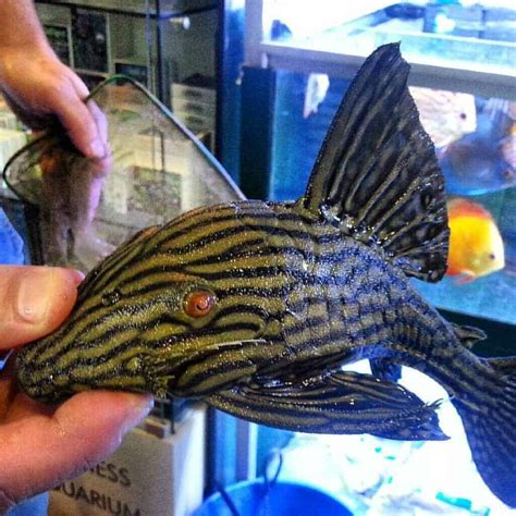 The 7 Biggest Giant Pleco Species You Didnt Know About Keeping Catfish