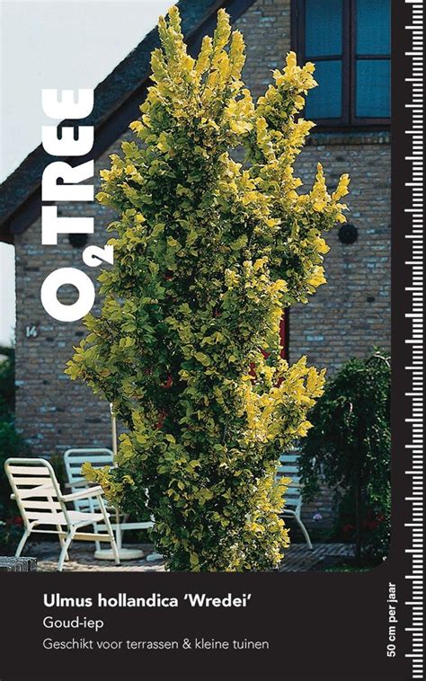 Ulmus X Hollandica Wredei — Plant Wholesale Floraccess