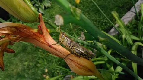 Grass Hopper Stock Image Image Of Garden Grass Shopper 132431861