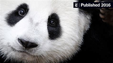 Opinion The Obsession With Panda Sex The New York Times