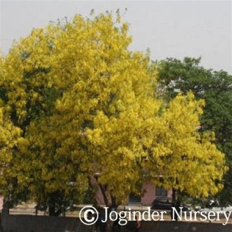 Buy Cassia Fistula Online From Joginder Nursery