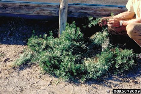 African Rue Alberta Invasive Species Council