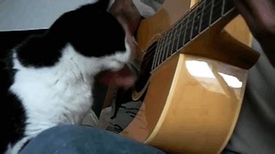  A Este Gato Le Gusta La Música  3994