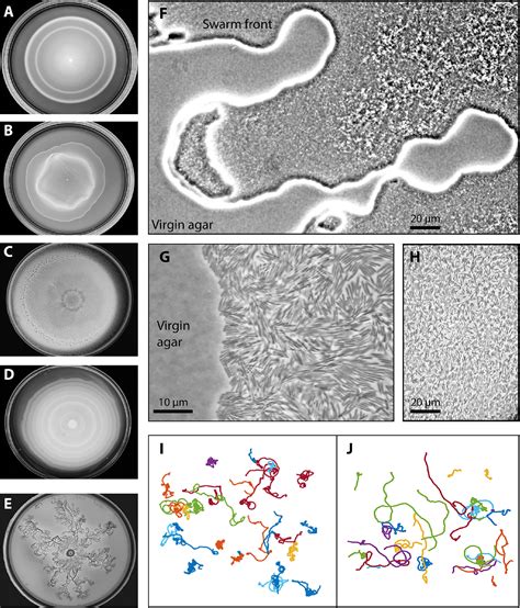 Swarming Bacteria