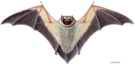 Hoary Bat Lasiurus Cinereus Artofit