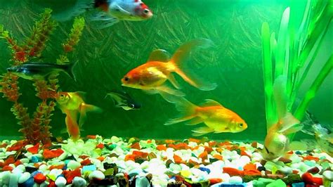 Aquarium Wallpapers Wallpaper Cave
