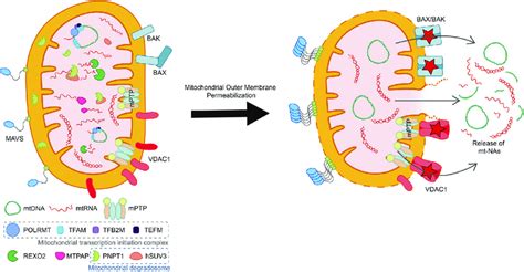 Efflux Of Mt Nas Via Momp Under Cellular Stress Bax And Bak Are Download Scientific Diagram