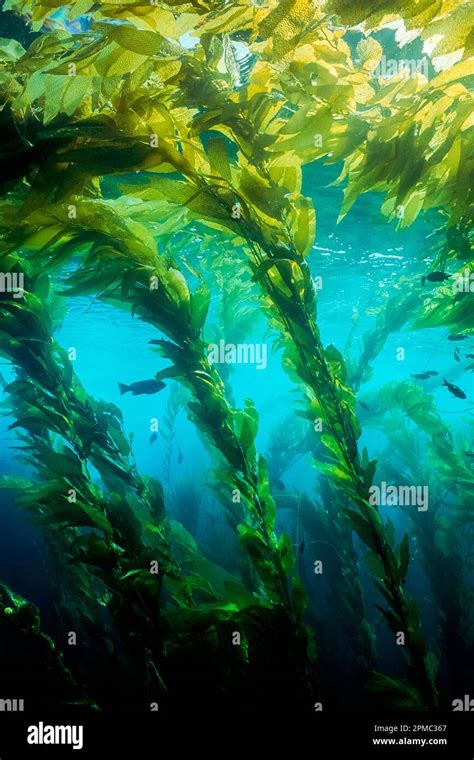 Kelp Forest Macrocystis Pyrifera Catalina Island California Usa