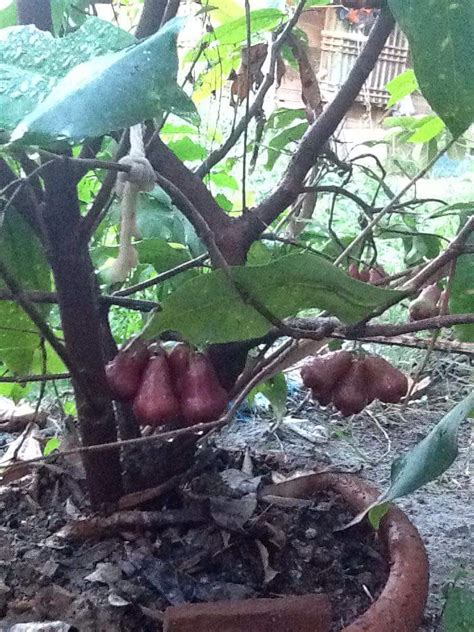 Macopa Star Ruby Grafted ~2ft Lunti Plant Nursery