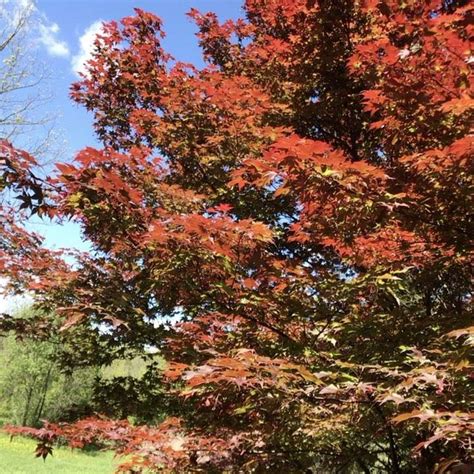 Robert Ranieri • Artist Home Facebook