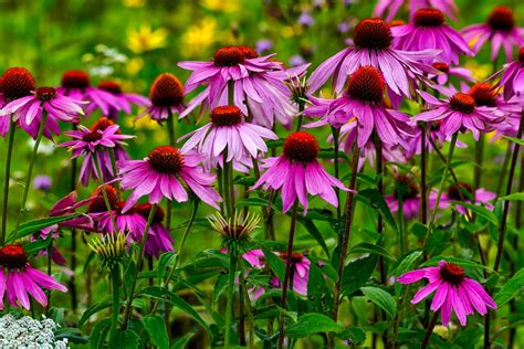 Planta De Echinaceea Cum Se îngrijește Corect Pentru A înflori Toată