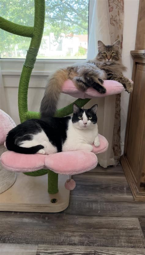 Ah More Hocuc Pocus Whichcraft 3southern Cats Tiktok Loves Kristicates Ah More Hocuc