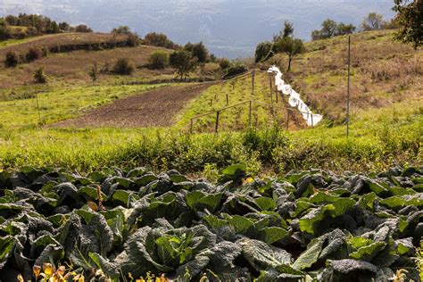 La Producción Agroecológica En Los Valles Andinos Del Noa