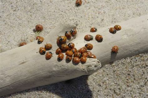 Where Do Ladybugs Live Nest Stay Or Hang Out Heres Where They Go